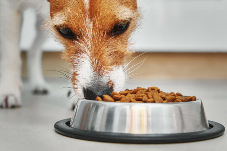 Canine Cuisine: Do Dogs Have Taste Buds? – Africa Nova News