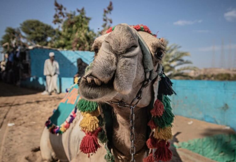The Truth About Camel Humps